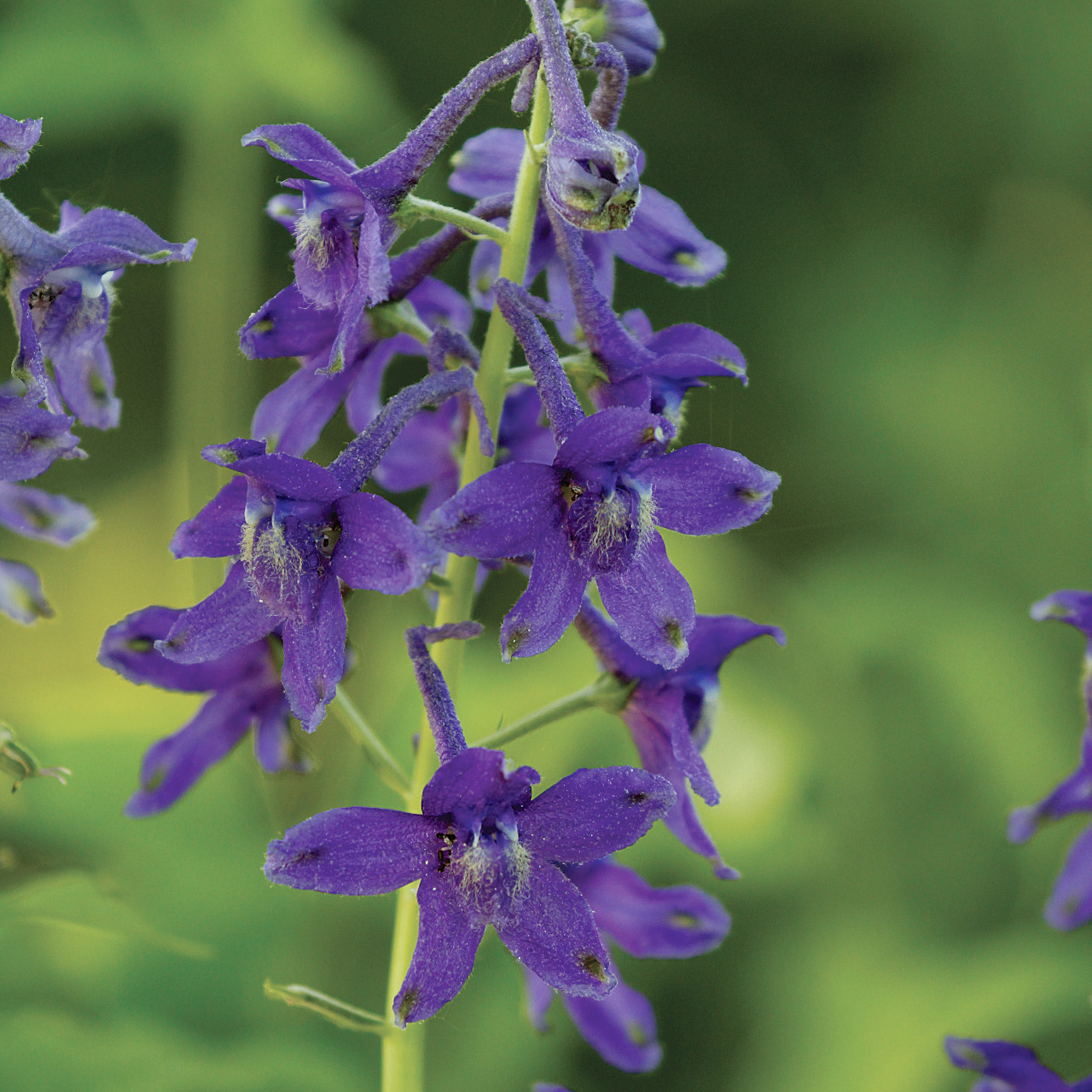Delphinium tricorne (Dwarf Larkspur)